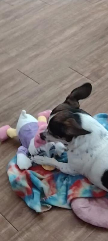 DISNEY Daisy Duck Plush Squeaky Dog Toy - Chewy.com