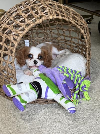 PIXAR Buzz Lightyear Plush with Rope Squeaky Dog Toy - Chewy.com
