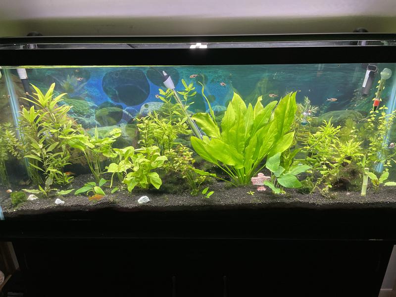 FLUVAL Bio Stratum Fish Substrate, 17.6-lb bag - Chewy.com