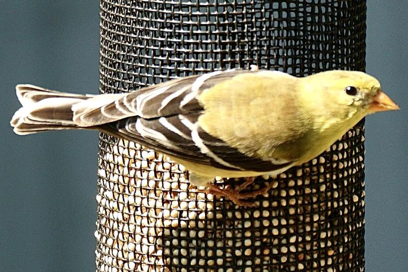 MELODY SELECT Ultimate Finch Bird Food, 5-lb bag - Chewy.com