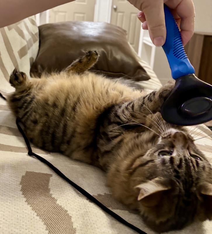 FRISCO Self-Cleaning Slicker Cat Brush - Chewy.com