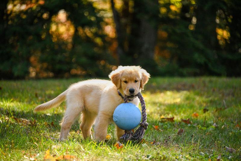 JOLLY PETS Romp-n-Roll Dog Toy, Blueberry, 8-in - Chewy.com