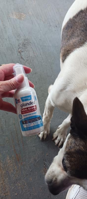 VETNIQUE LABS Glandex Anal Gland Medicated Anti Itch Spray for Dogs ...