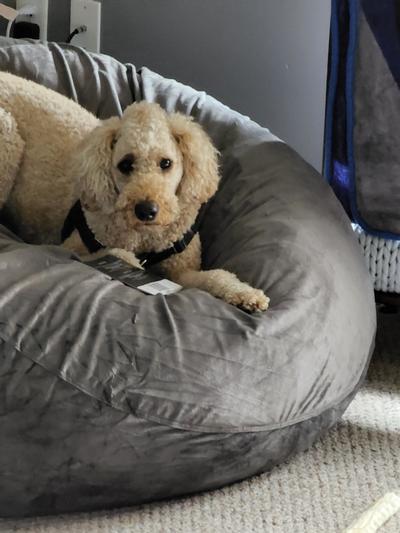 ZONE PROTECTS No Holes! Dog Digging Prevention Spray, 1-gal bottle ...