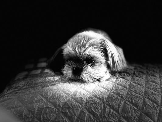 PUP-PERONI Original Beef Flavor Dog Treats, 10-oz bag - Chewy.com