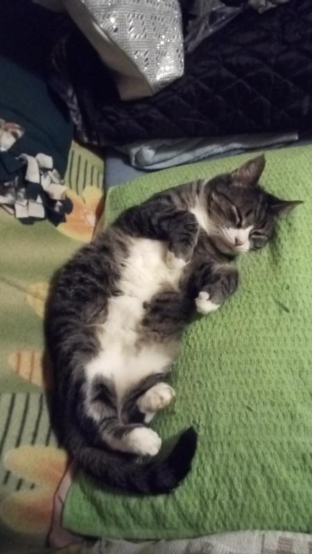 NATURALLY FRESH Quick Clumping Unscented Cat Litter, 40-lb bag - Chewy.com