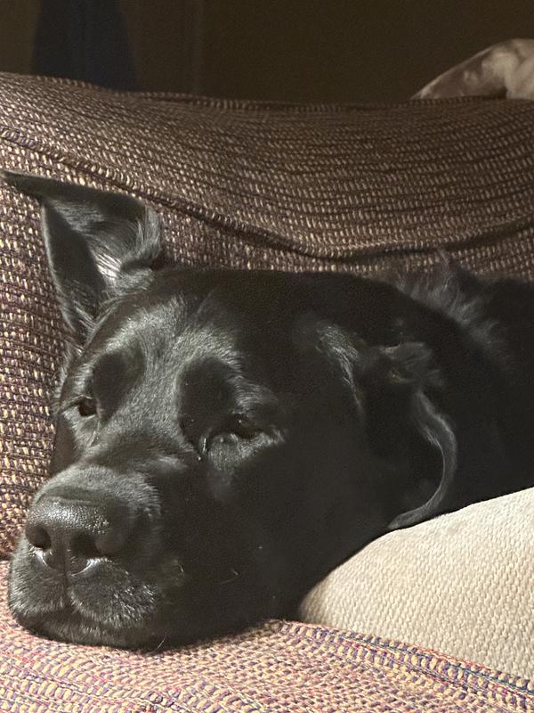 TEMARIL-P (trimeprazine tartrate with prednisolone) Tablets for Dogs ...