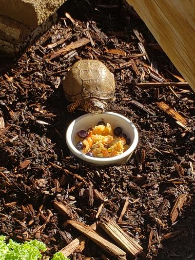 ZOO MED Canned Box Turtle Food, 6-oz can - Chewy.com