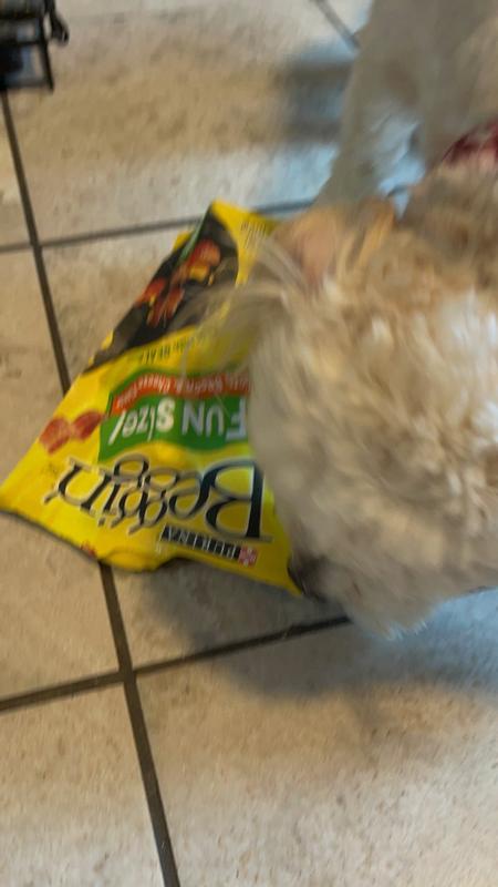 Purina Beggin' Fun Size Bacon & Cheese Flavored Dog Treats, 6-oz pouch ...