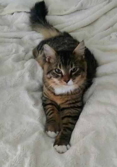 TOMLYN Laxatone Chicken Flavored Soft Chews Hairball Control Supplement ...