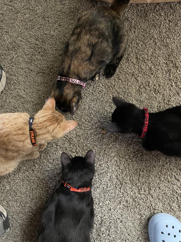 GOTAGS Nylon Personalized Breakaway Cat Collar with Bell, Black, 8 to ...