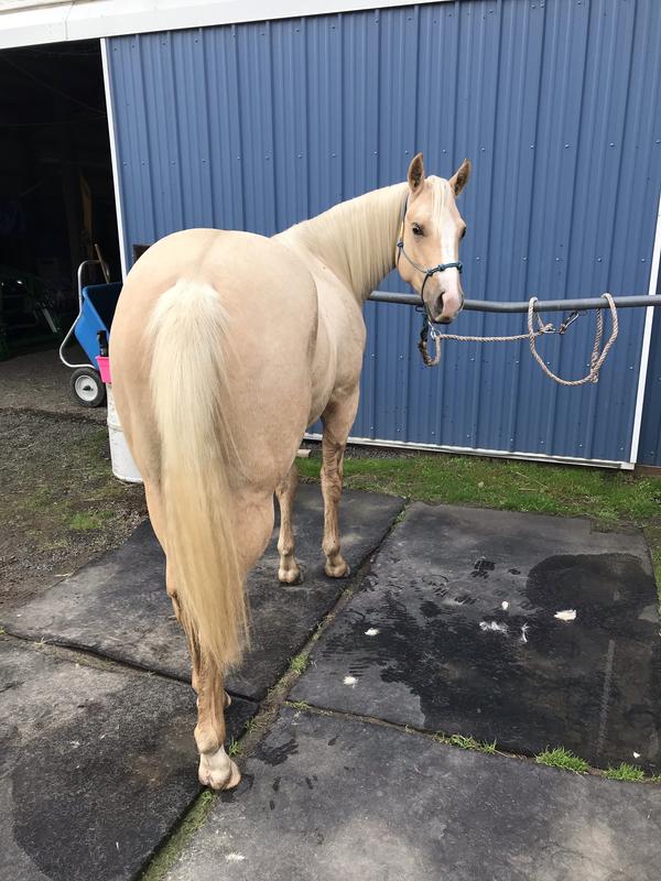 Out of Stock - TOTAL FEEDS Total Equine Essentials Horse Feed, 30-lb ...