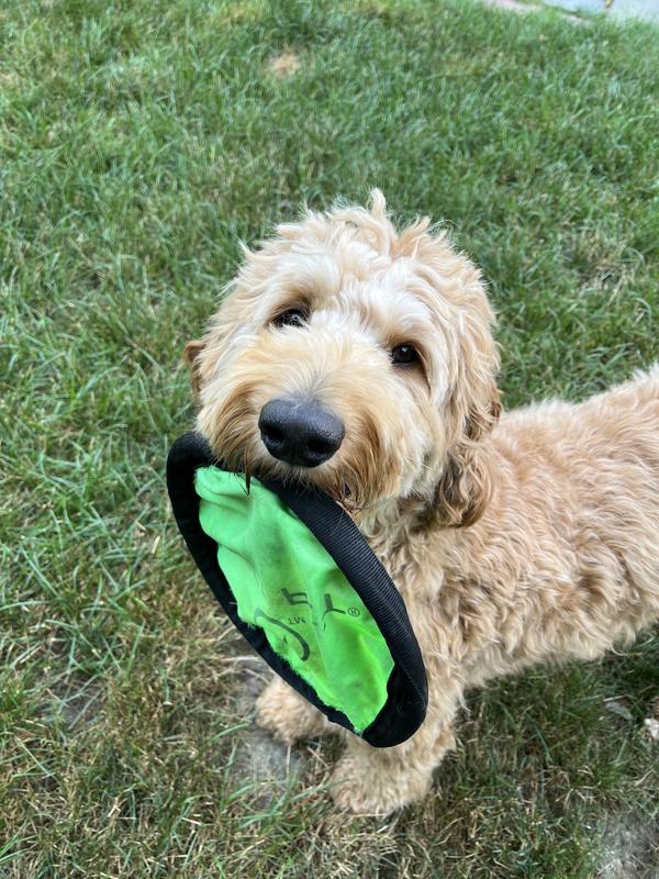 HYPER PET Flippy Flopper Flying Disc Dog Toy, Color Varies, 9-in, 5 ...