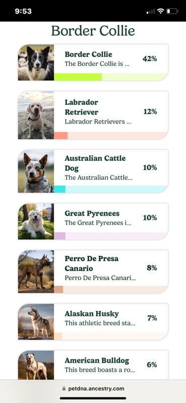 ANCESTRY Breed Identification Dog DNA Test Kit - Chewy.com