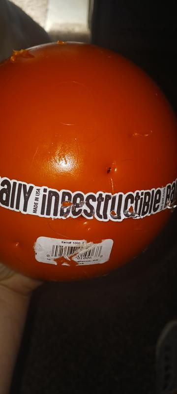 THE VIRTUALLY INDESTRUCTIBLE BALL Dog Toy, Color Varies, 10-in - Chewy.com