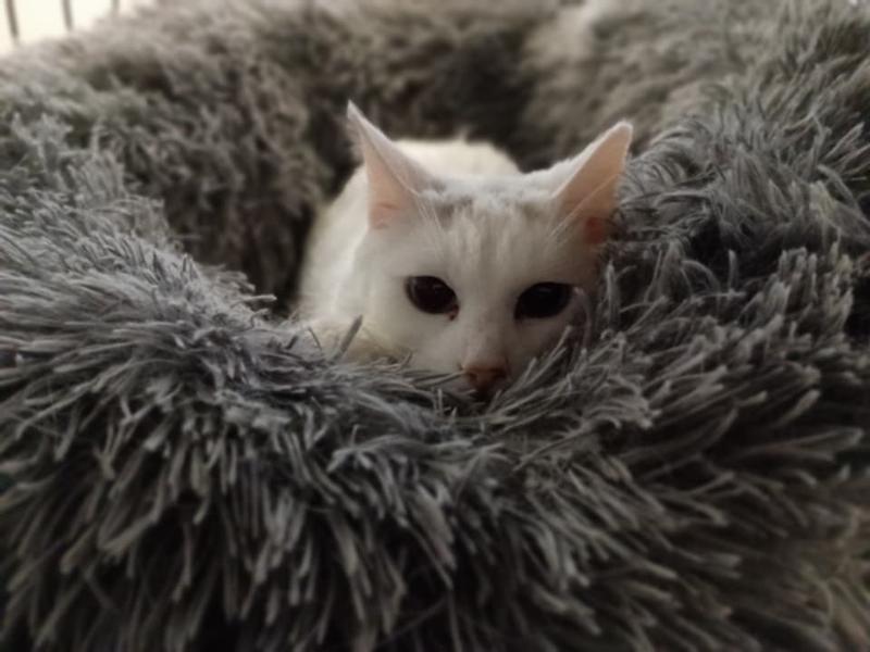 VITAMIN B12 (Generic) Injectable Solution, 1000-mcg/mL, 100-mL vial ...