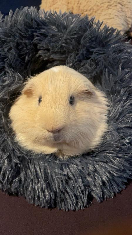 PAW INSPIRED Furr-O Burrowing Guinea Pig & Small Pet Bed, Tan - Chewy.com