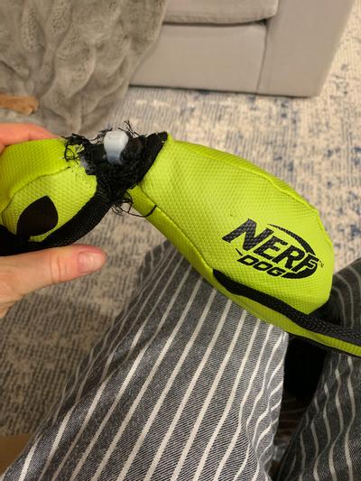 NERF DOG Trackshot Launching Duck Dog Toy - Chewy.com