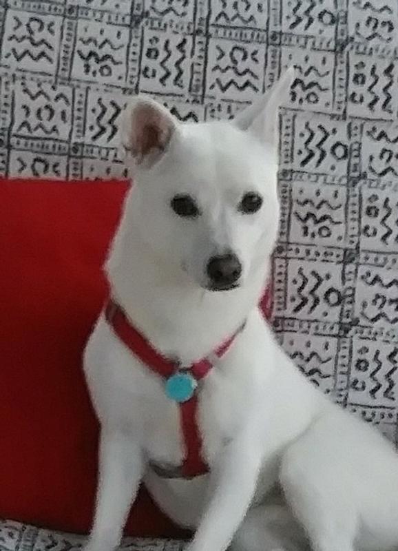 PROIN (phenylpropanolamine hydrochloride) Extended-Release Tablets for ...