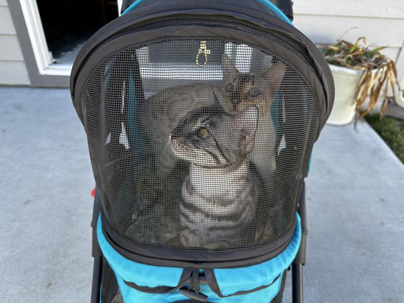 PETIQUE Dog & Cat Stroller, Razzberry - Chewy.com