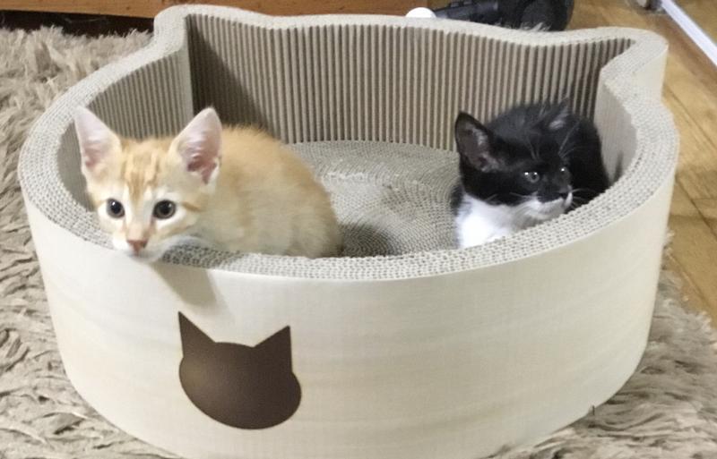 NECOICHI Cat Head Scratcher Bed, Regular - Chewy.com