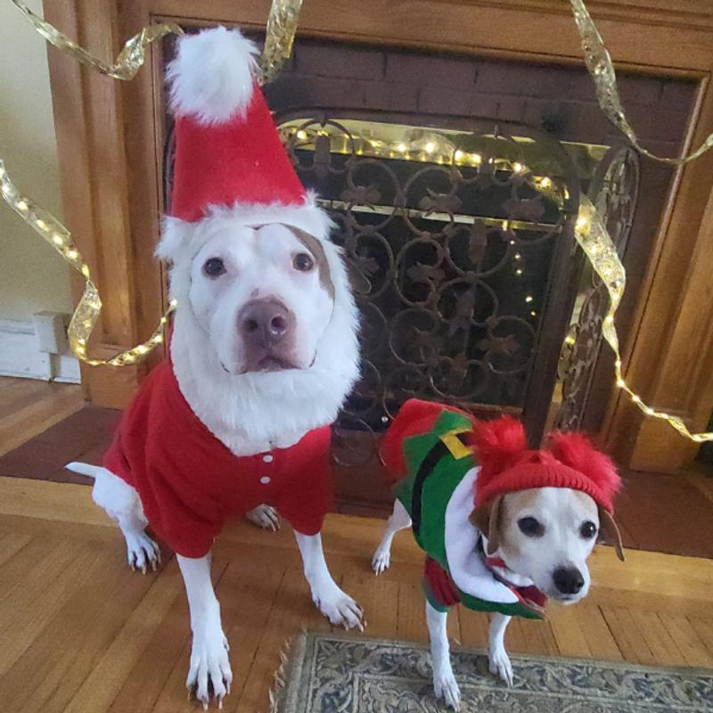 FRISCO Holiday Dog & Cat Santa Hat, 1 count, Medium/Large - Chewy.com