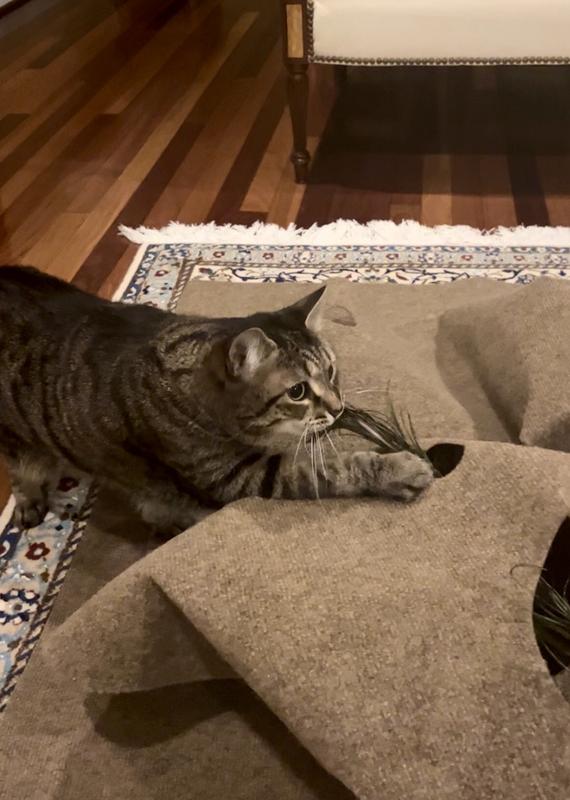 SNUGGLYCAT Ripple Rug Cat Activity Play Mat - Chewy.com