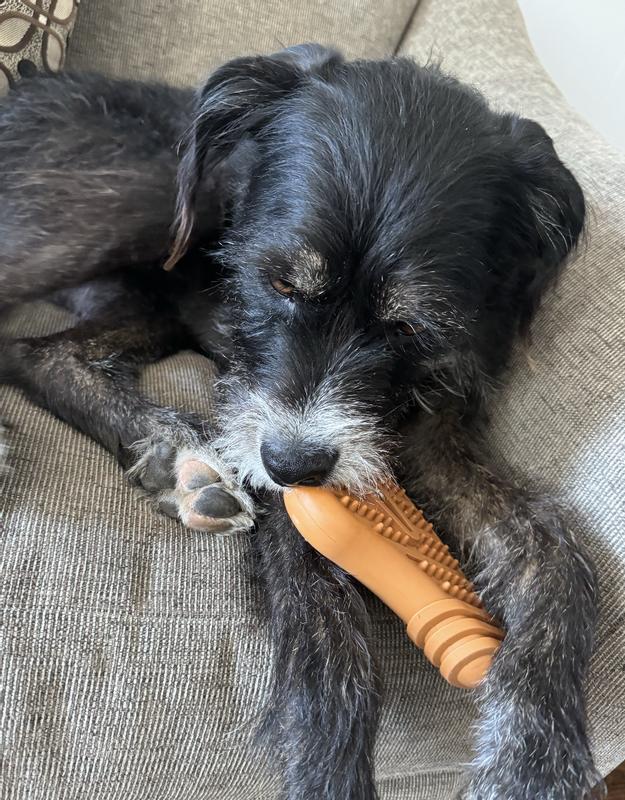 FRISCO Beef Flavored Steak Rubber & Nylon Chew Dog Toy for Heavy ...