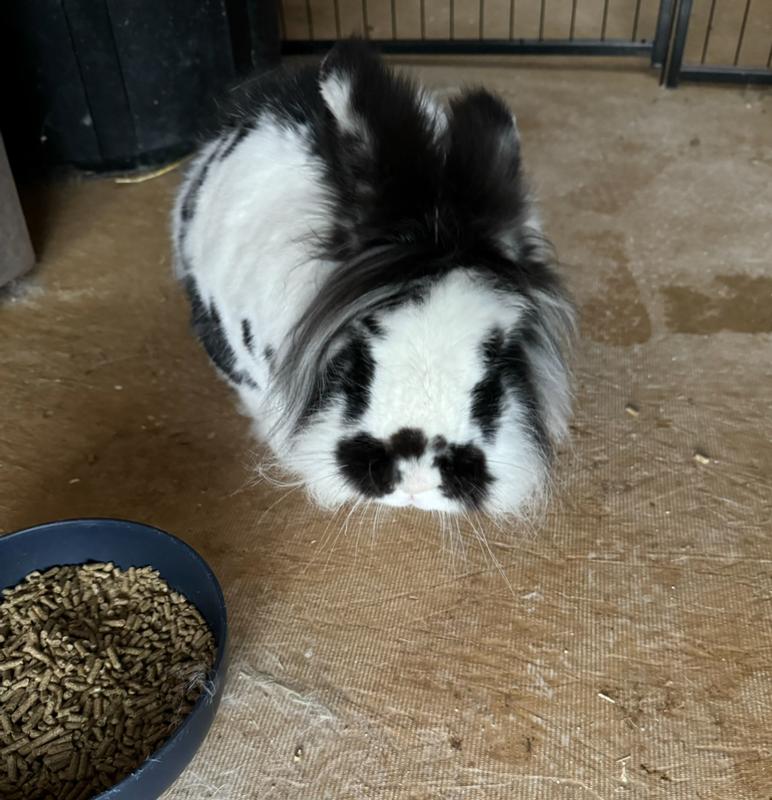 KENT / BLUE SEAL Home Fresh Pro Hutch 16 Pellet Rabbit Food, 25-lb bag ...