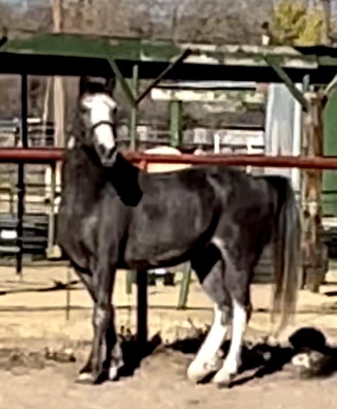 EQUIOXX (Firocoxib) Tablets for Horses, 57 mg, 1 tablet - Chewy.com