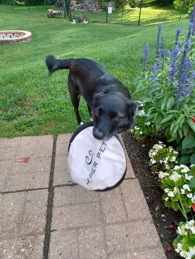 HYPER PET Flippy Flopper Flying Disc Dog Toy, Color Varies, 9-in, 5 ...