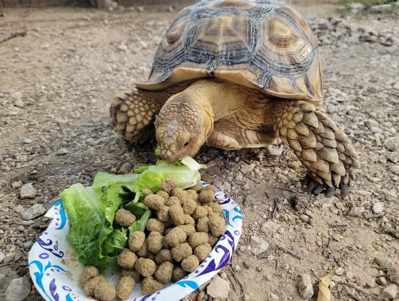 MAZURI Original 5M21 Tortoise Food, 25-lb bag - Chewy.com