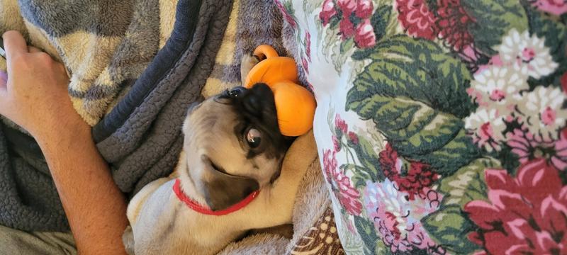 ETHICAL PET Pacifier Squeaky Puppy Chew Toy, Color Varies, 4-in - Chewy.com