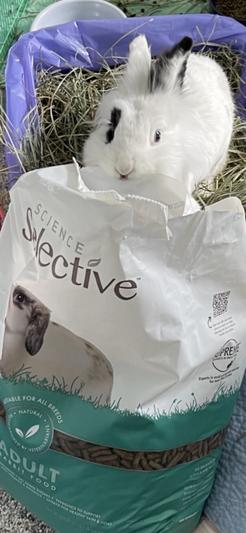 SCIENCE SELECTIVE House Rabbit Food, 3.3-lb bag - Chewy.com