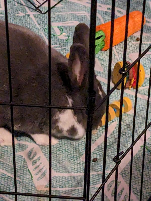 Temporarily Unavailable - FRISCO Caterpillar Small Pet Chew Toy (2 PK ...