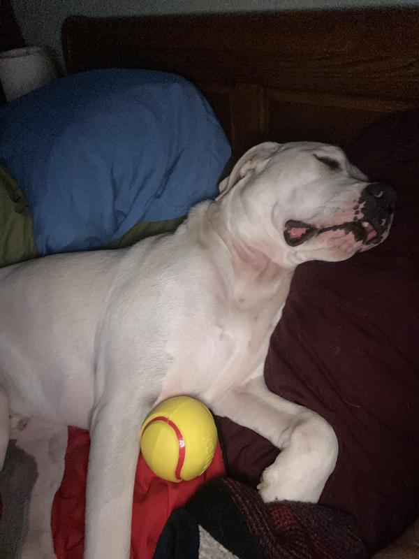 KONG Squeezz Tennis Double Assorted Dog Toy, Color Varies, Medium ...