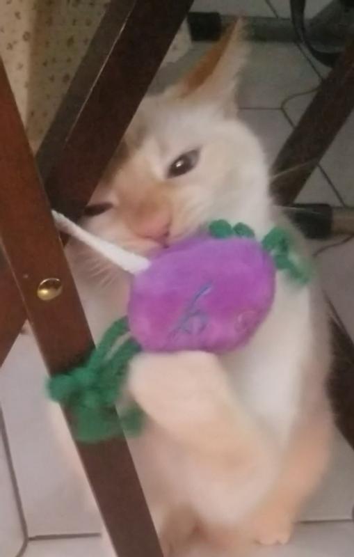 FRISCO Halloween Cutie Spiders Plush Cat Toy with Catnip, 3 count ...