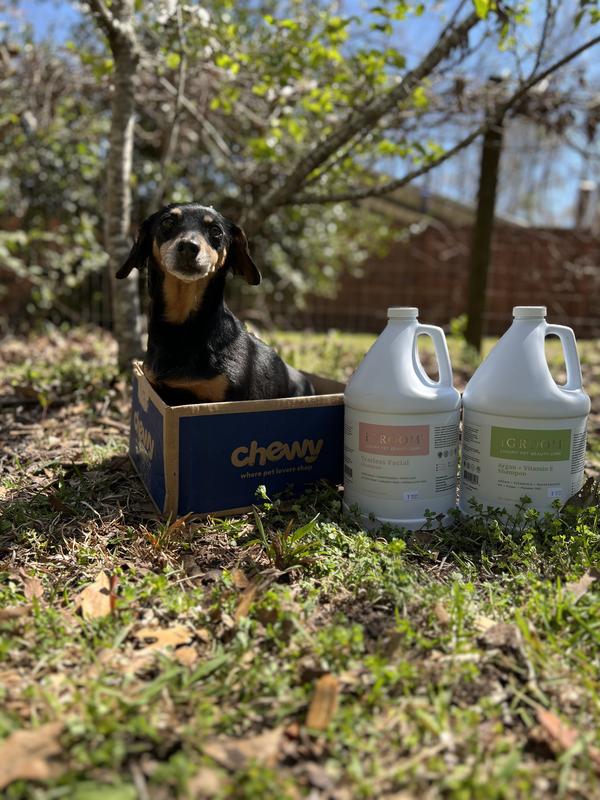 IGROOM Argan + Vitamin E Moisturizing Dog Shampoo, 16-fl oz bottle ...