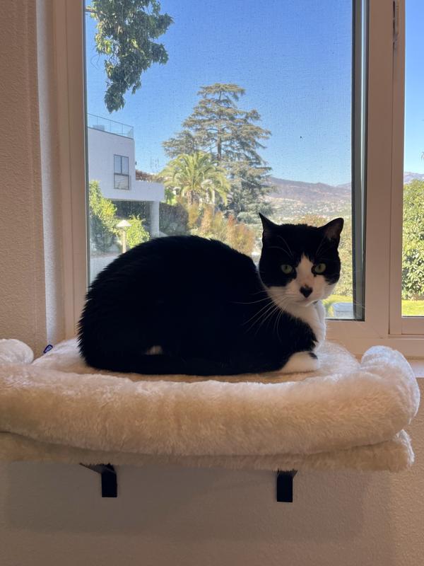 FRISCO Plush Cat Window Perch with Removable Bolster - Chewy.com