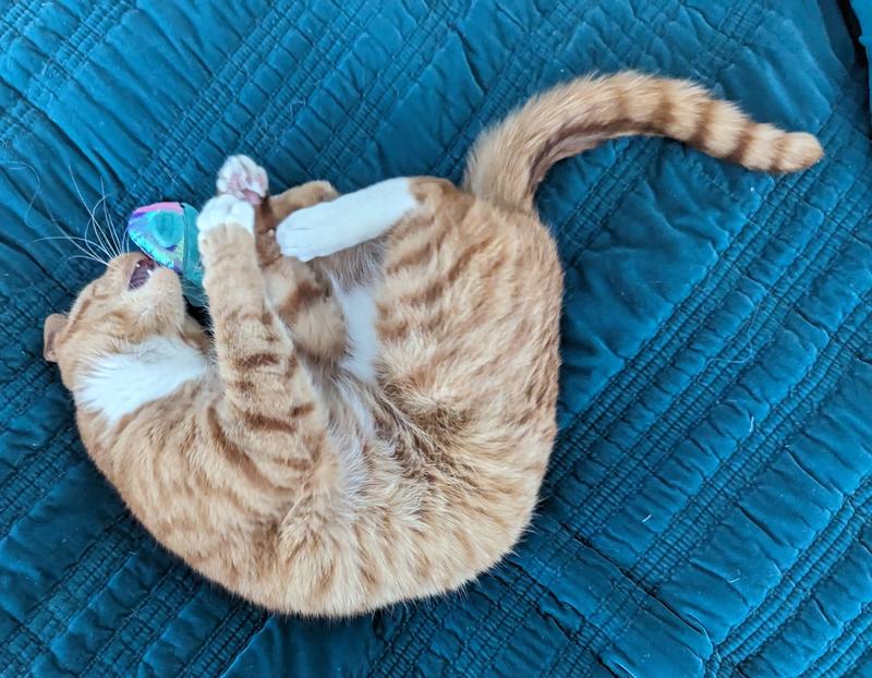 FRISCO Hummingbird Chirping Sound Electronic Plush Cat Toy with Catnip ...