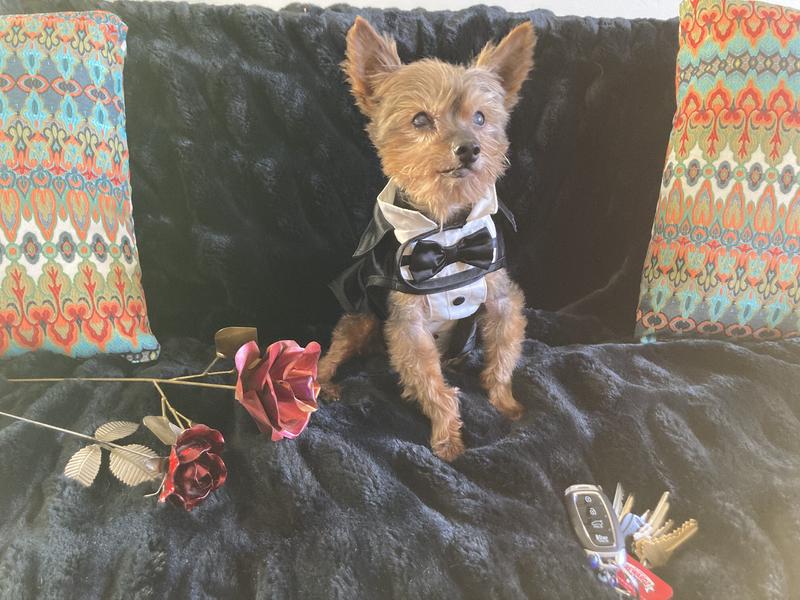 FRISCO Formal Dog & Cat Tuxedo, Black, X-Large - Chewy.com