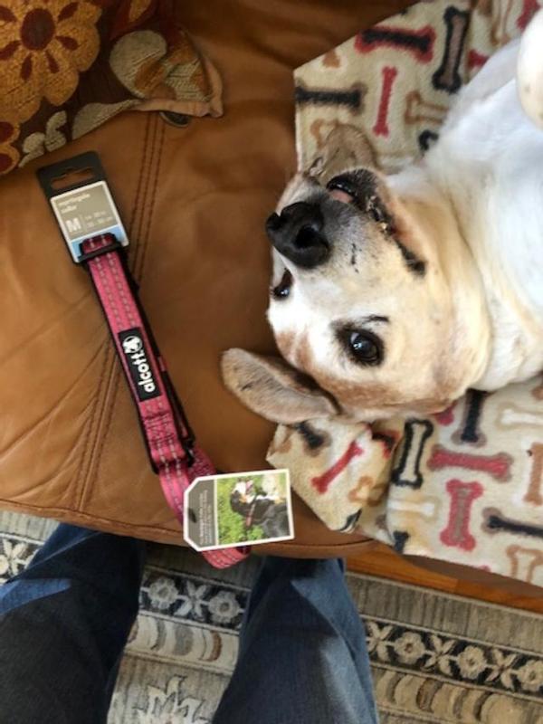 ALCOTT Polyester Reflective Martingale Dog Collar, Red, Large: 18 to 26 ...