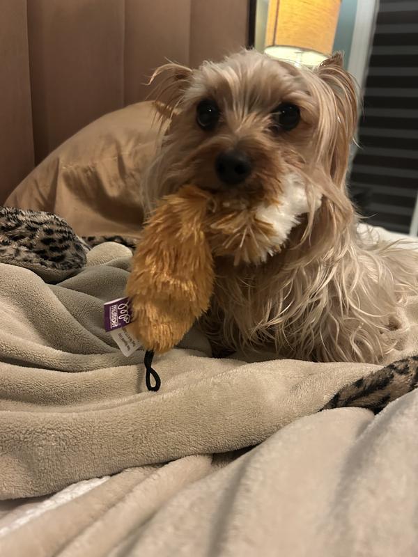 MULTIPET Bouncy Burrow Buddies Babies Squeaky Stuffing-Free Plush Puppy ...