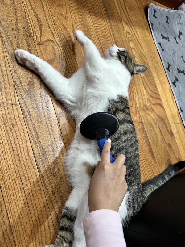 FRISCO Slicker Cat Brush - Chewy.com