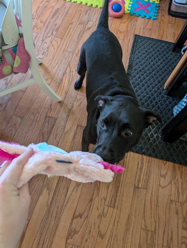 FRISCO Axolotl Plush with Rope Squeaky Dog Toy, Medium/Large - Chewy.com