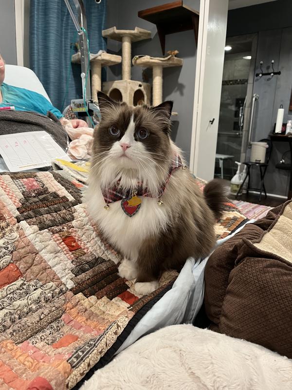 FRISCO Red Plaid Cat Ruffle Collar with Bells, One Size - Chewy.com