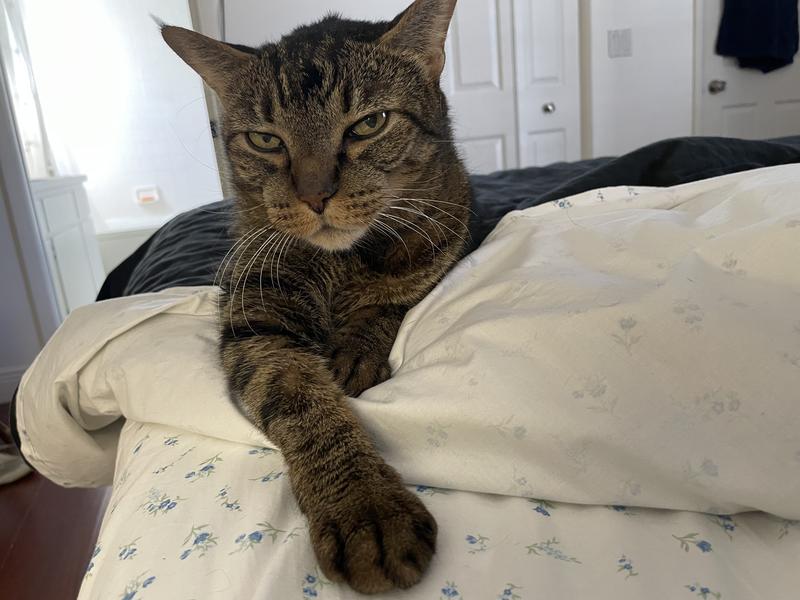 ALPHATRAK 3 Test Strips for Blood Glucose Monitoring System for Cats ...