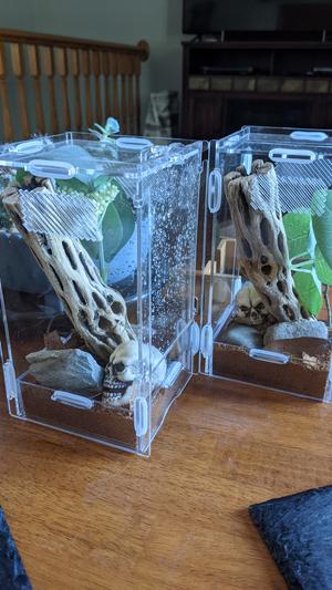 ZILLA Micro Habitat Terrariums with Locking Latch Arboreal, Small ...