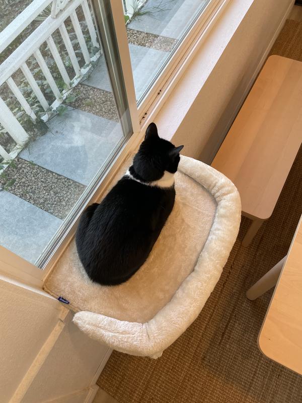 FRISCO Plush Cat Window Perch with Removable Bolster - Chewy.com