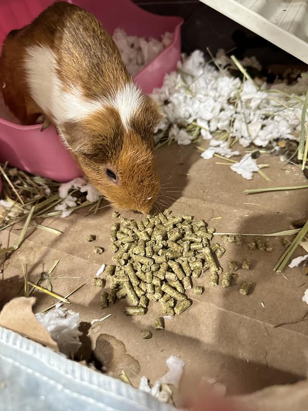 KRUSE'S PERFECTION BRAND Guinea Pig Food, 4-lb bag - Chewy.com